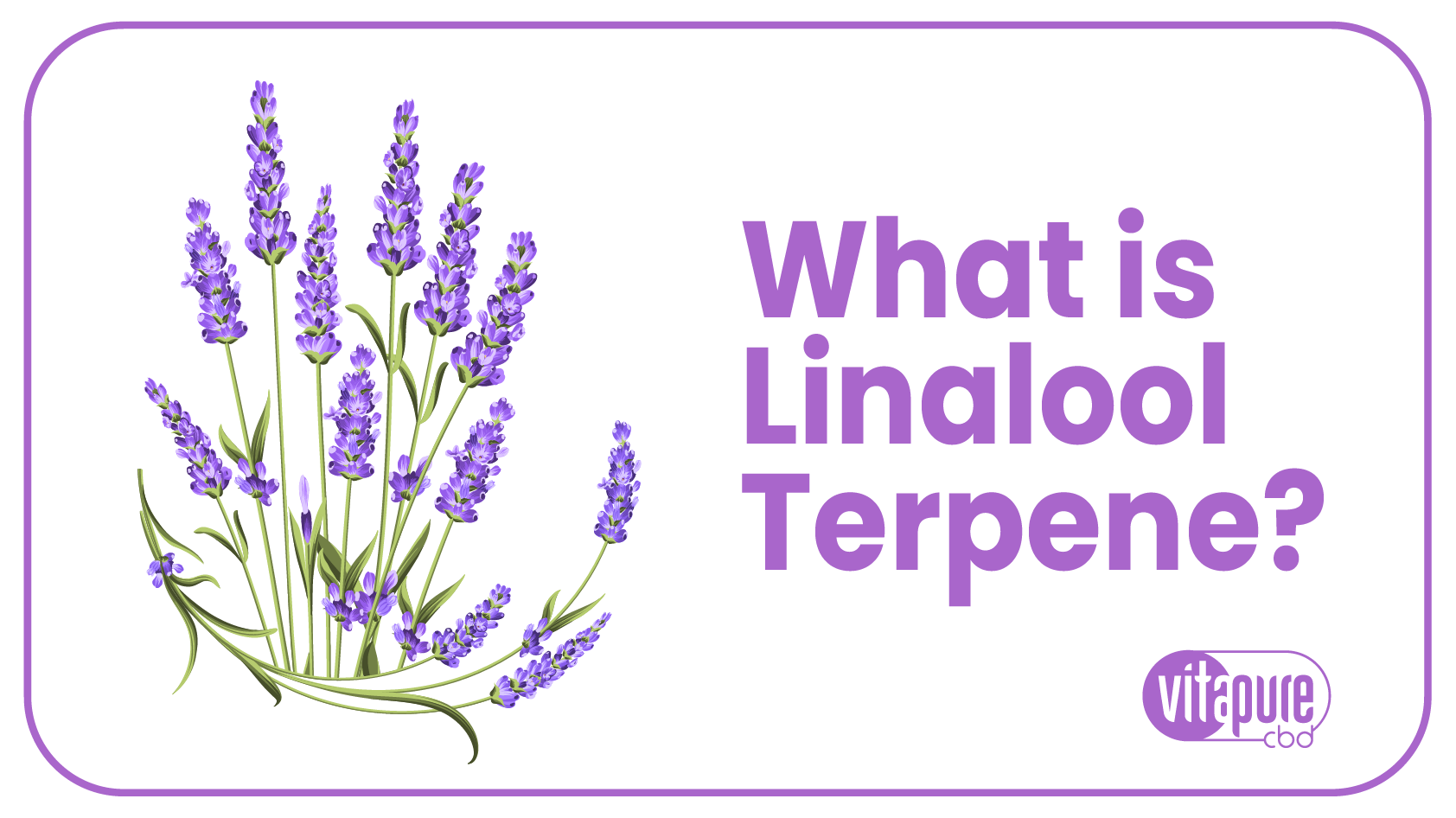 Linalool (Terpene) | CBD Ingredient Glossary | Organna CBD